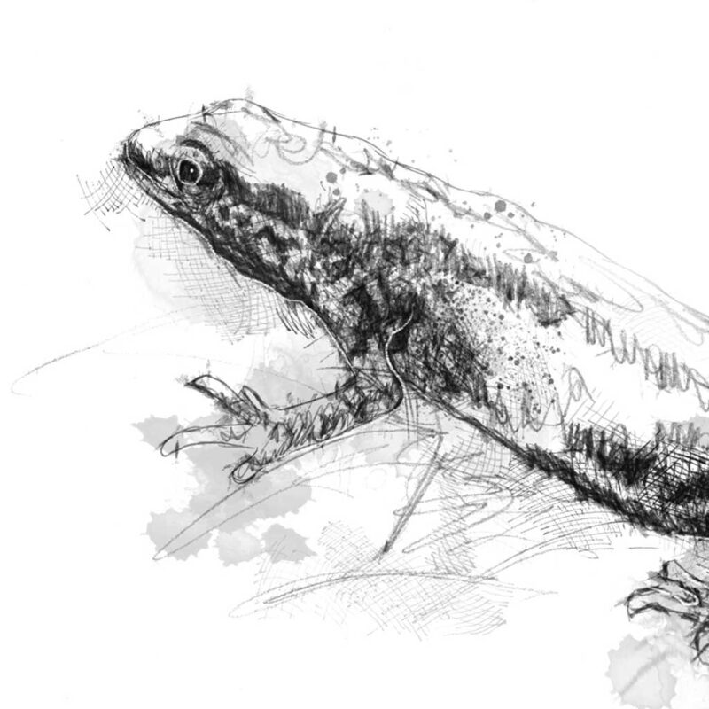 Crested newt sketch | SeanBriggs