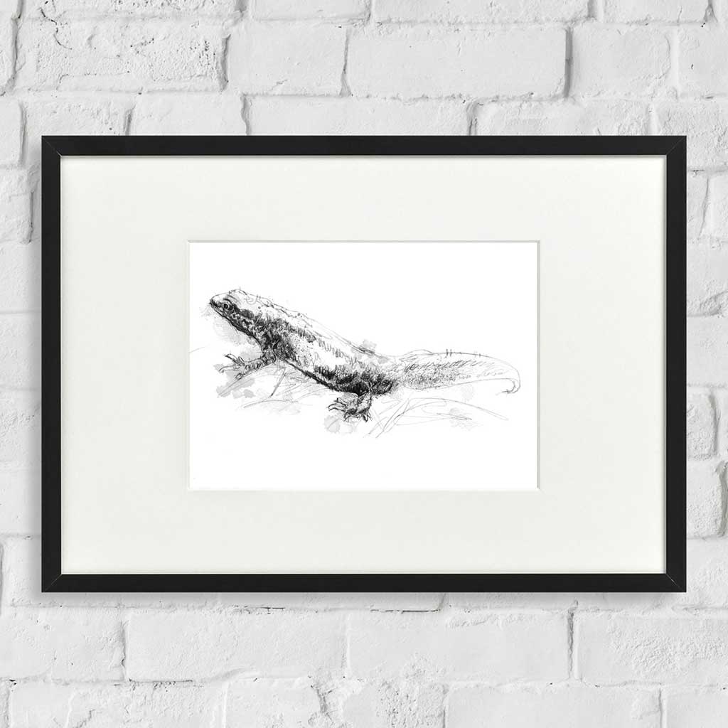 Crested newt sketch | SeanBriggs