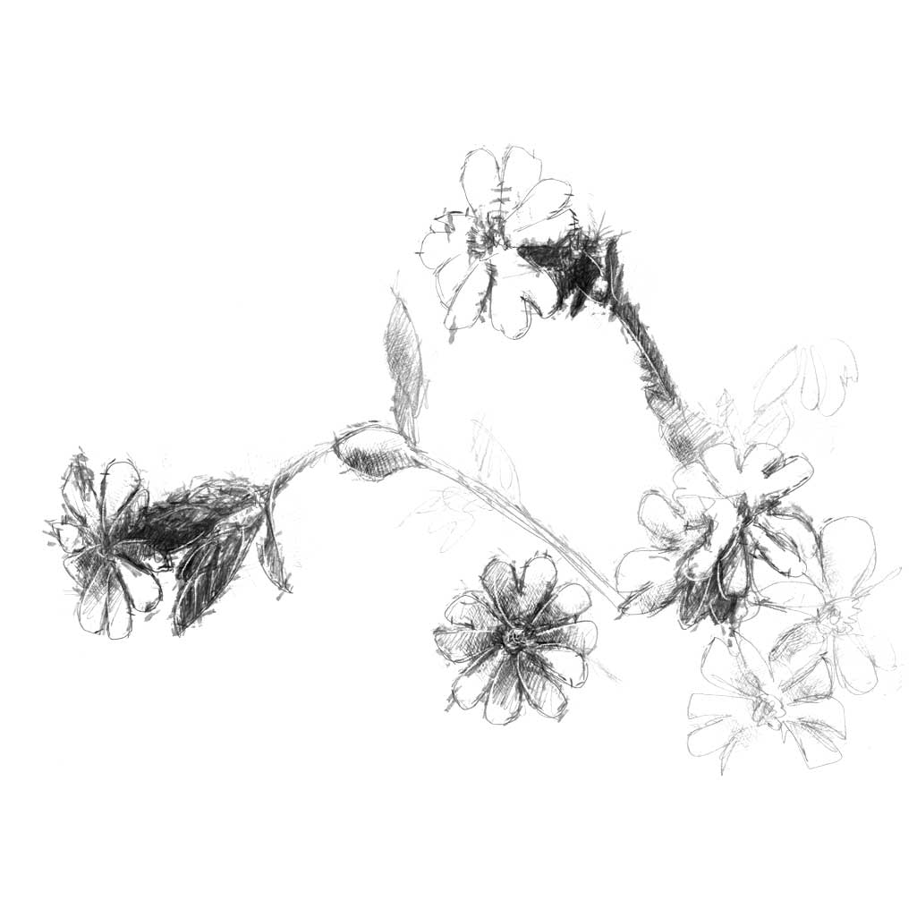 Flora sketches and drawings | SeanBriggs