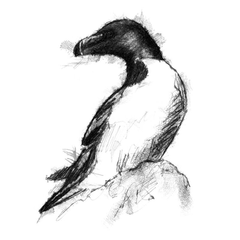 Bird sketches and drawings | SeanBriggs