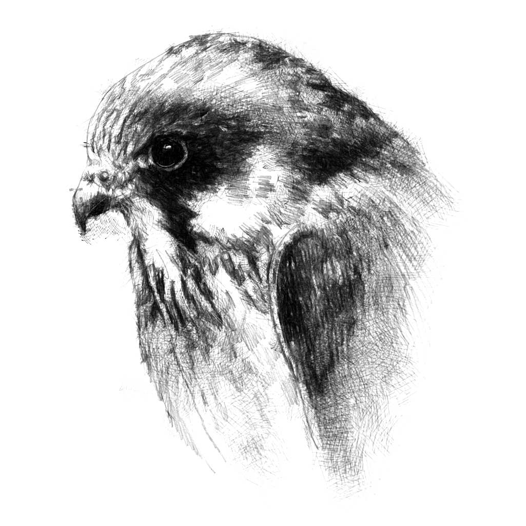 Peregrine falcon sketch | SeanBriggs