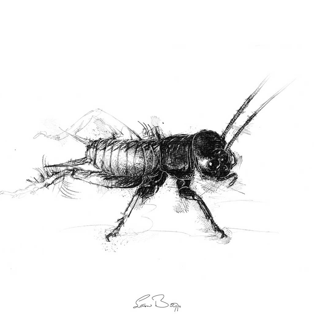 True cricket sketch | SeanBriggs