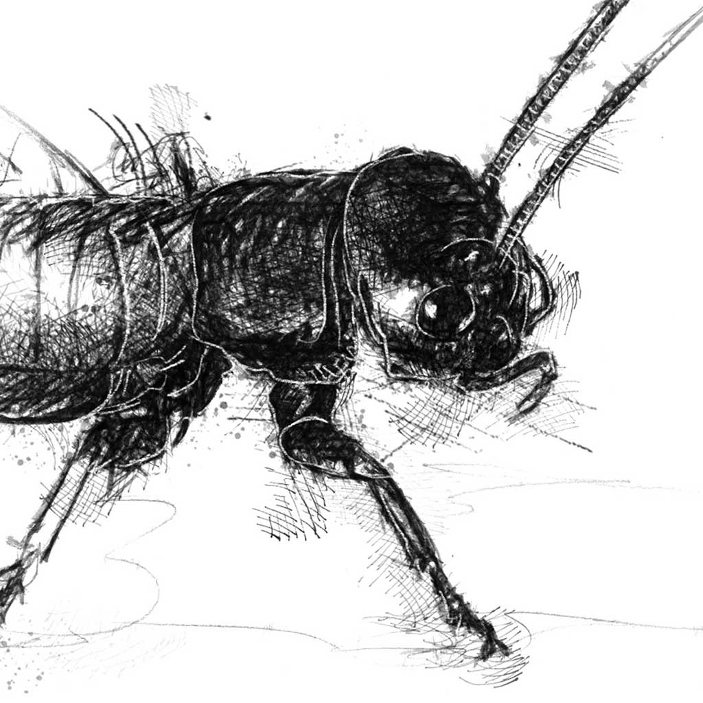 True cricket sketch | SeanBriggs