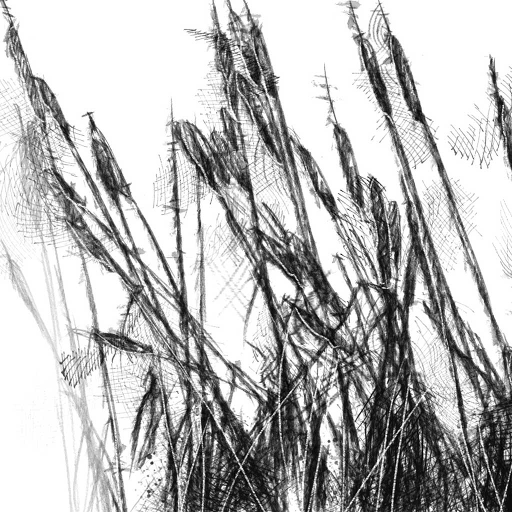Bullrushes sketch | SeanBriggs