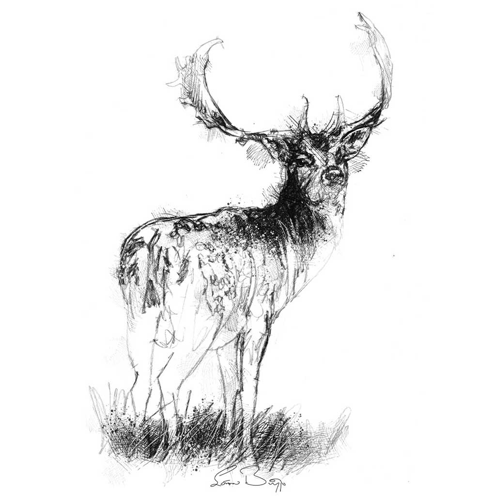 Fallow deer sketch | SeanBriggs