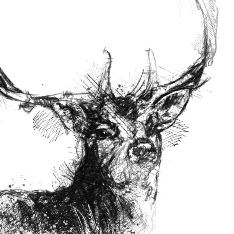 Fallow deer sketch | SeanBriggs