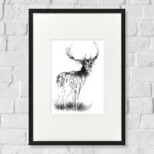 Fallow deer sketch | SeanBriggs