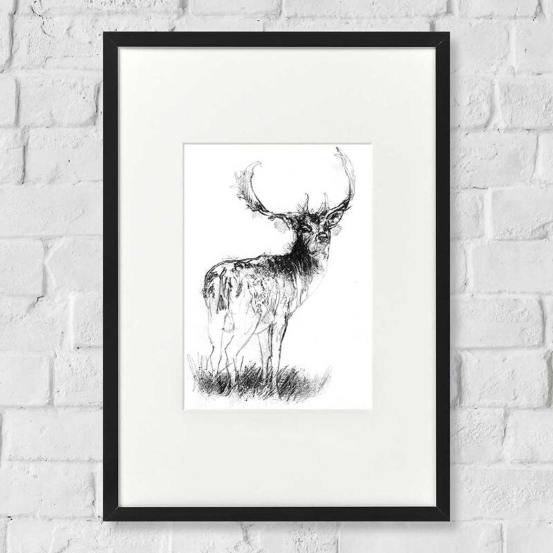 Fallow deer sketch | SeanBriggs