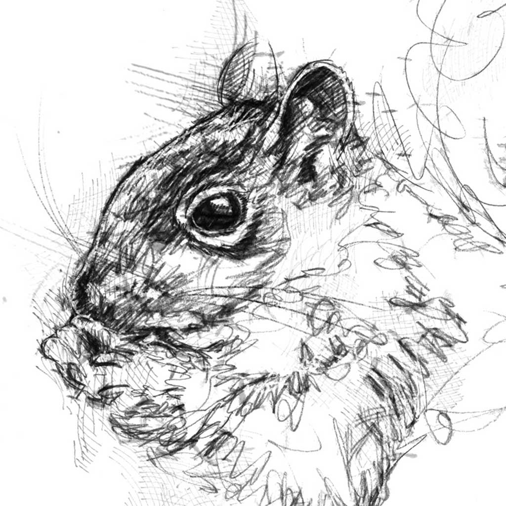 Grey squirrel sketch | SeanBriggs