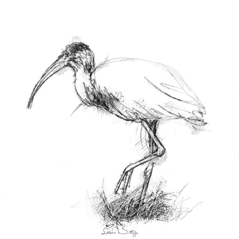 Glossy ibis sketch | SeanBriggs