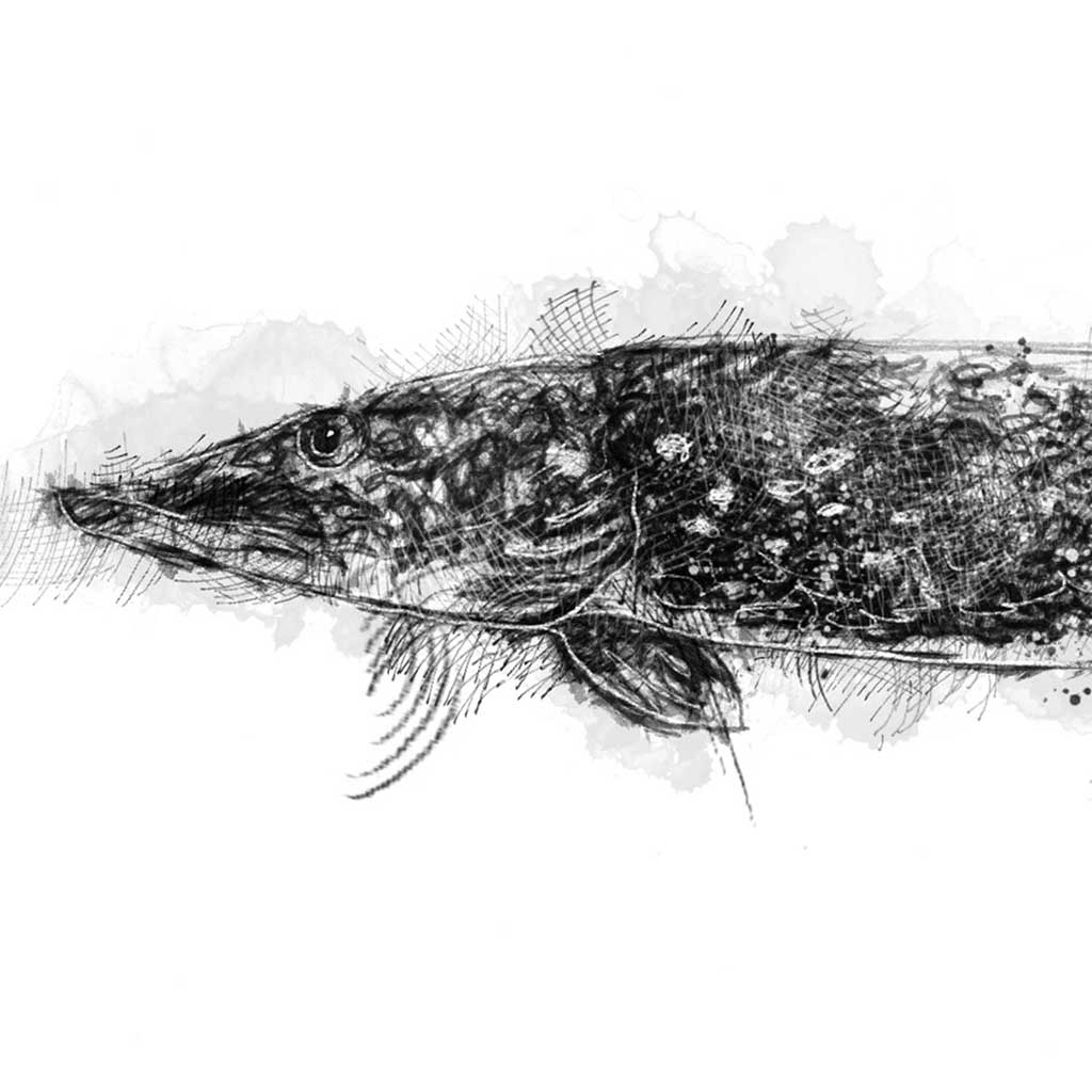 Original Pike sketch | SeanBriggs