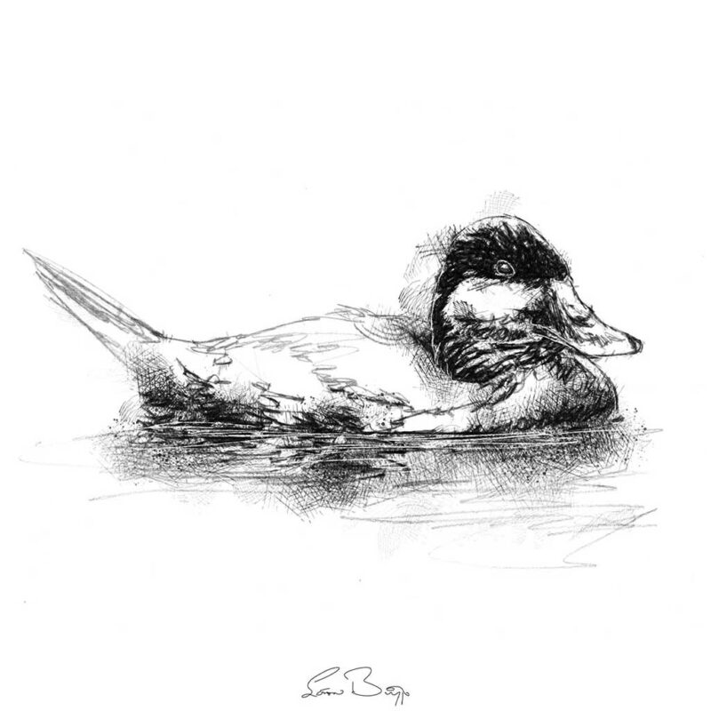 Rudy duck sketch | SeanBriggs