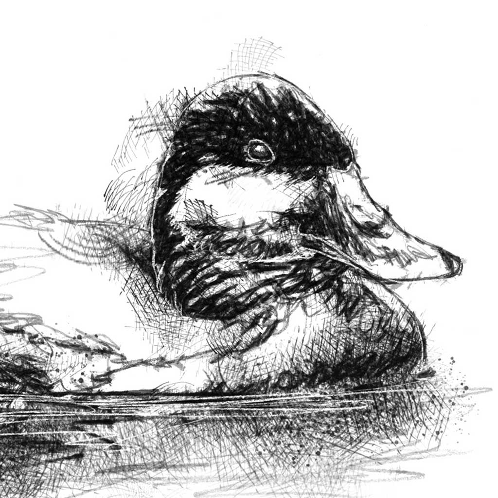 Rudy duck sketch | SeanBriggs