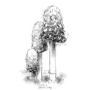 Shaggy ink cap sketch | SeanBriggs
