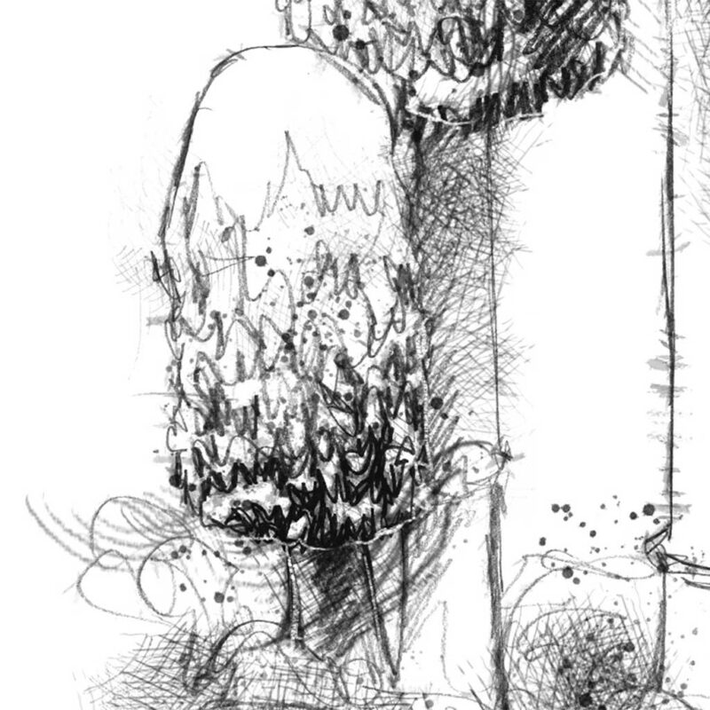 Shaggy ink cap sketch | SeanBriggs