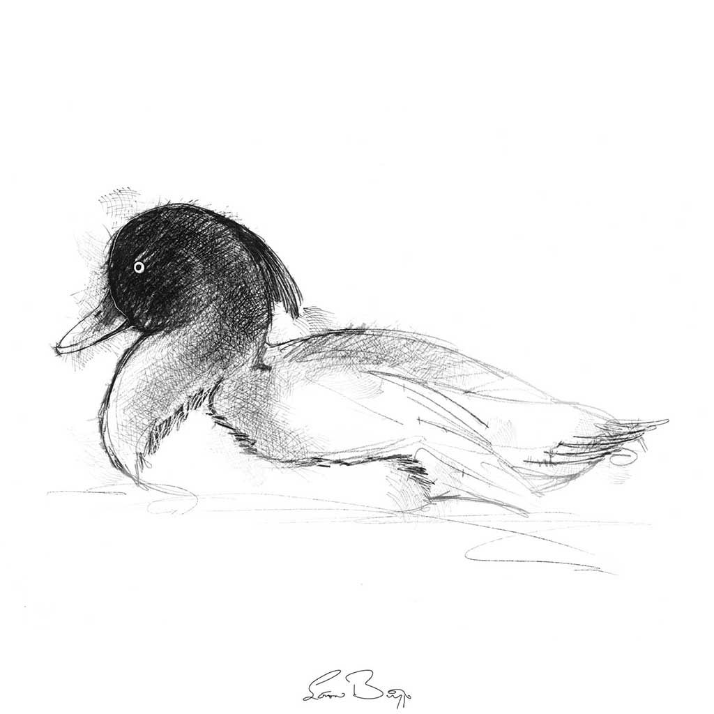 Bird sketches and drawings | SeanBriggs