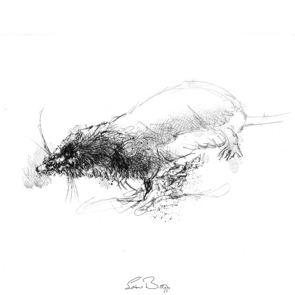 Water shrew sketch | SeanBriggs