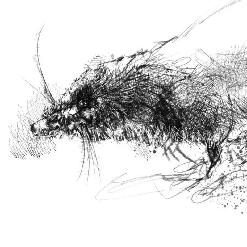 Water shrew sketch | SeanBriggs