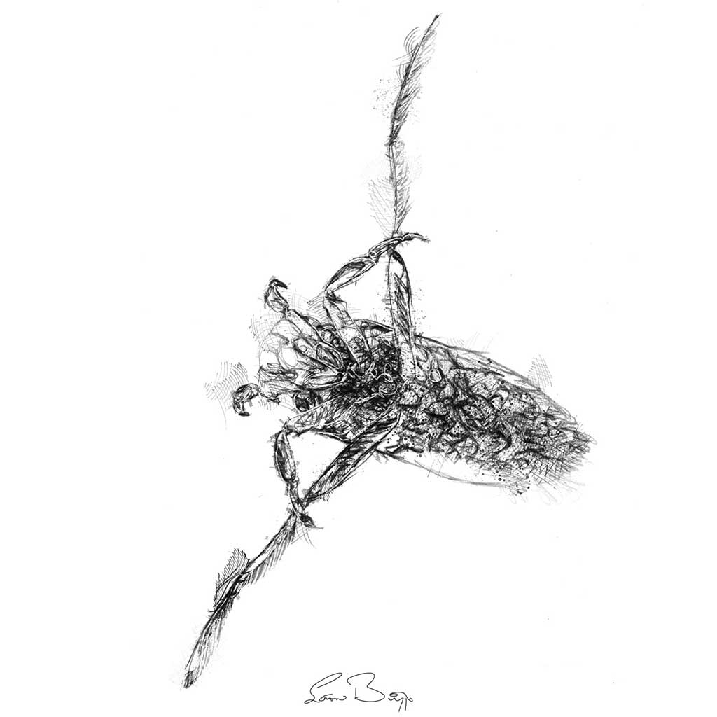 Water boatmen insect sketch | SeanBriggs