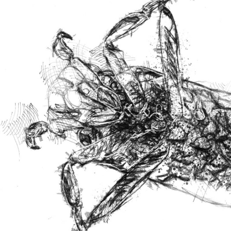 Water boatmen insect sketch | SeanBriggs