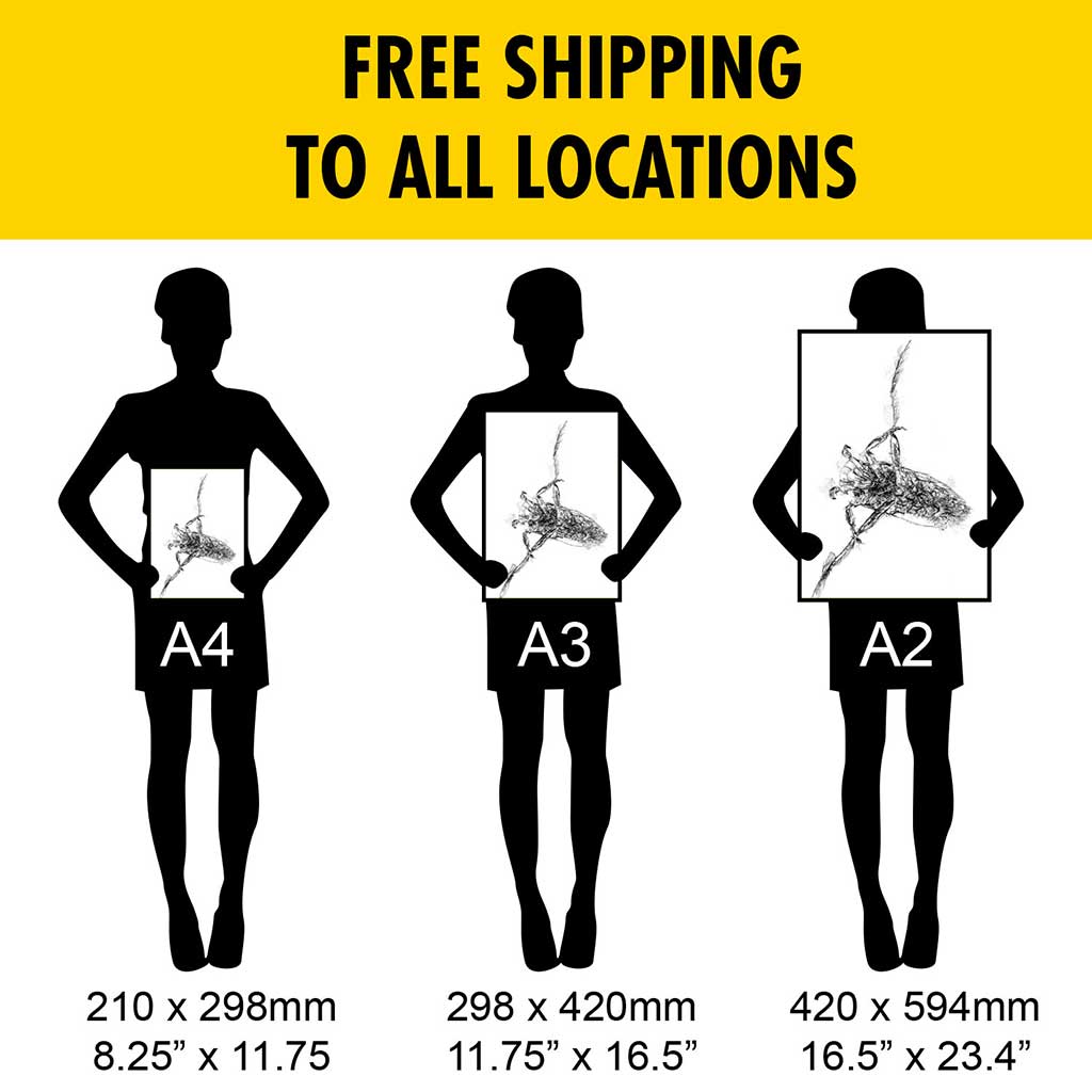 Water boatmen insect sketch | SeanBriggs