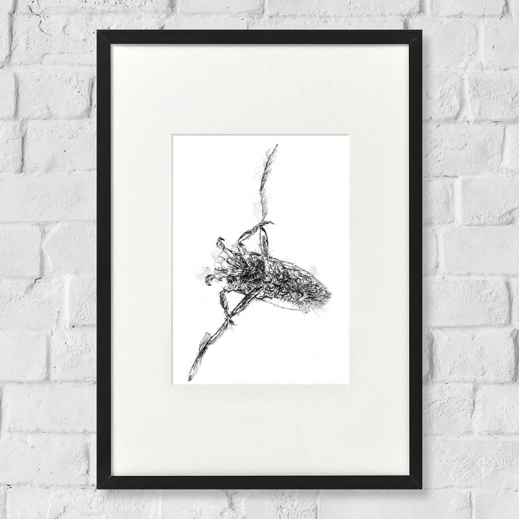 Water boatmen insect sketch | SeanBriggs