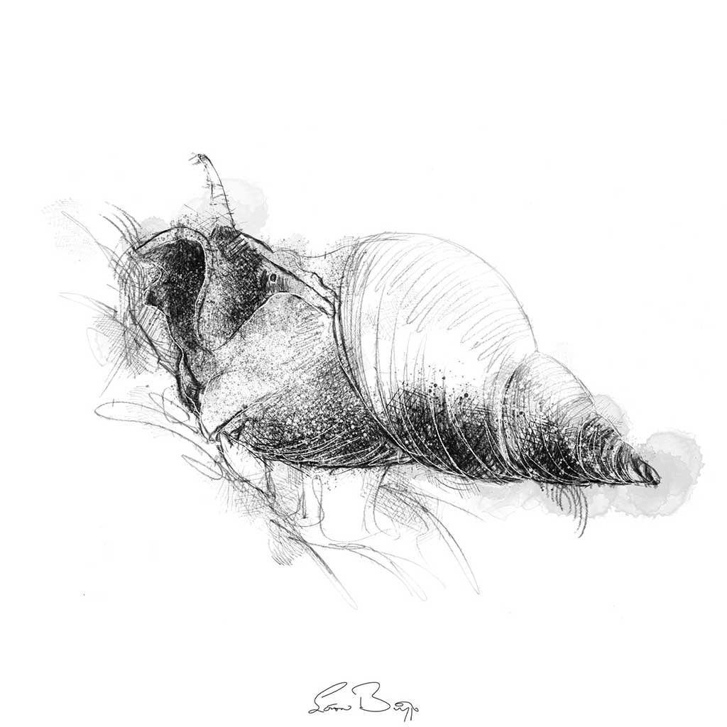 Water snail sketch | SeanBriggs
