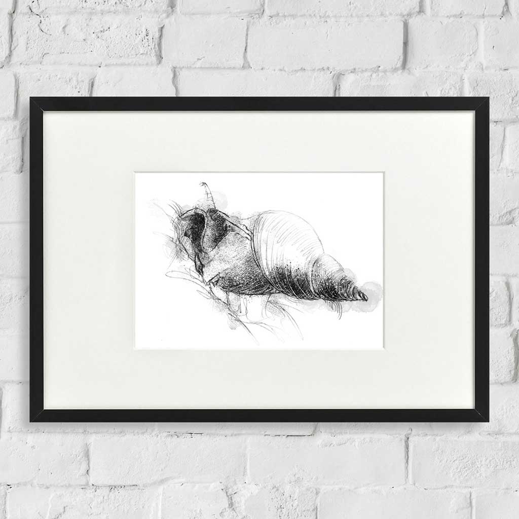 Water snail sketch | SeanBriggs