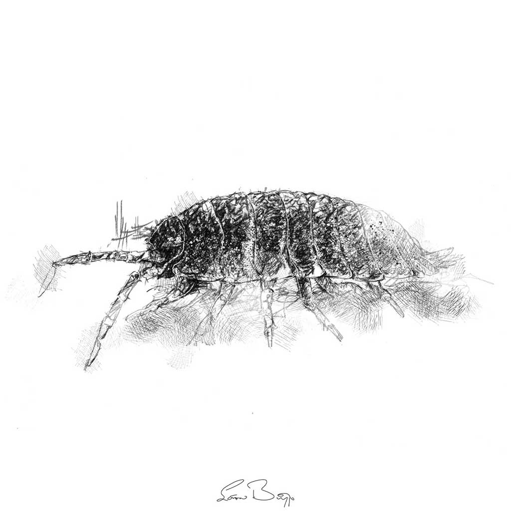 Wood lice sketch | SeanBriggs