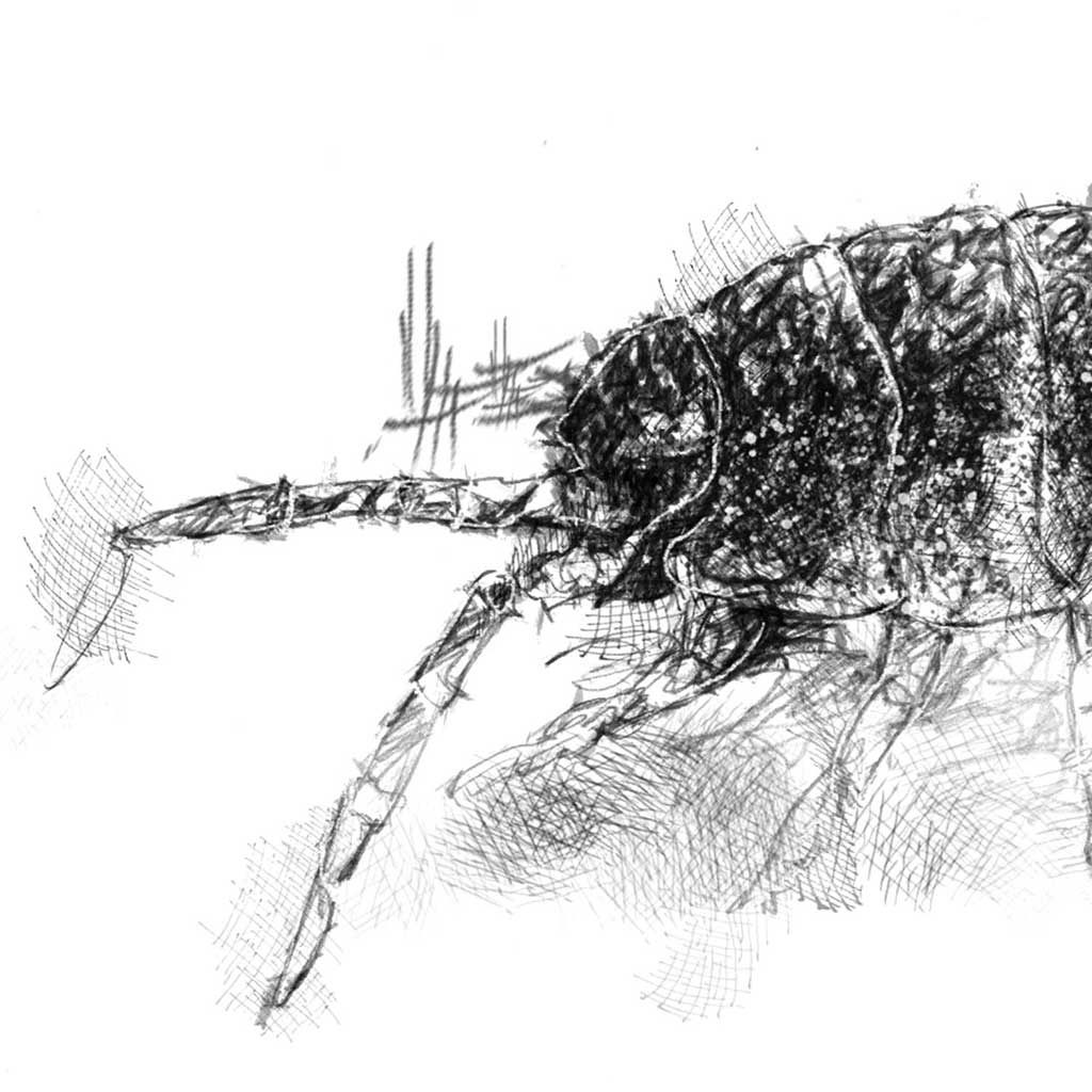 Wood lice sketch | SeanBriggs