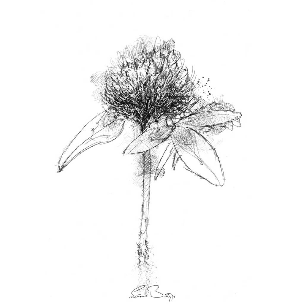 Flora sketches and drawings | SeanBriggs