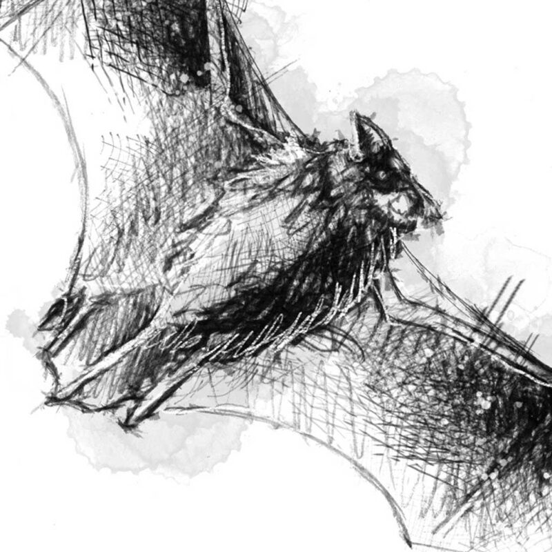 Serotine bat sketch | SeanBriggs