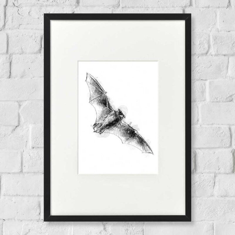 Serotine bat sketch | SeanBriggs