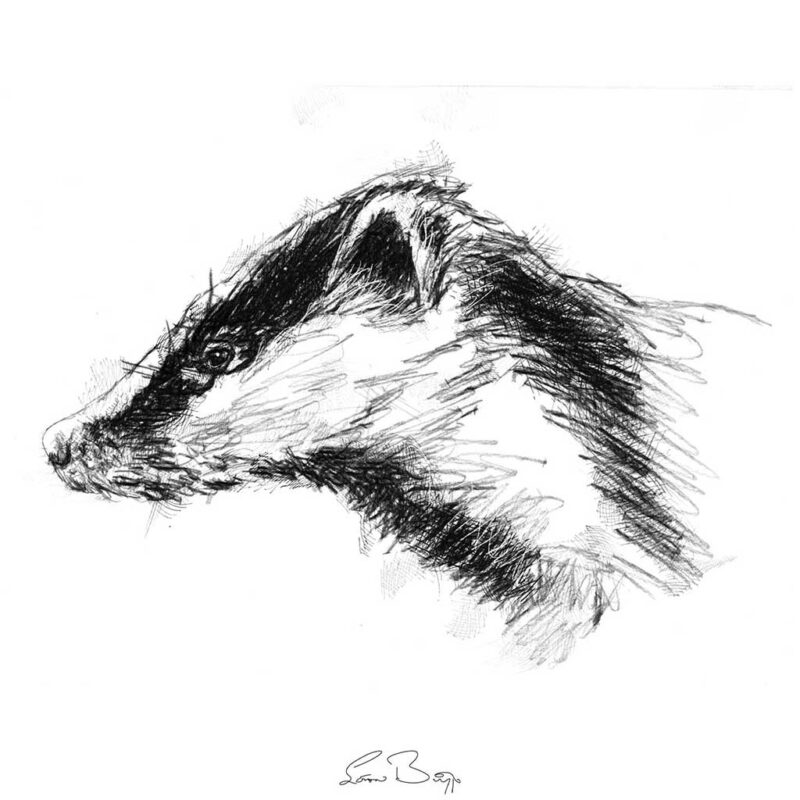 Wild animal sketches and drawings | SeanBriggs