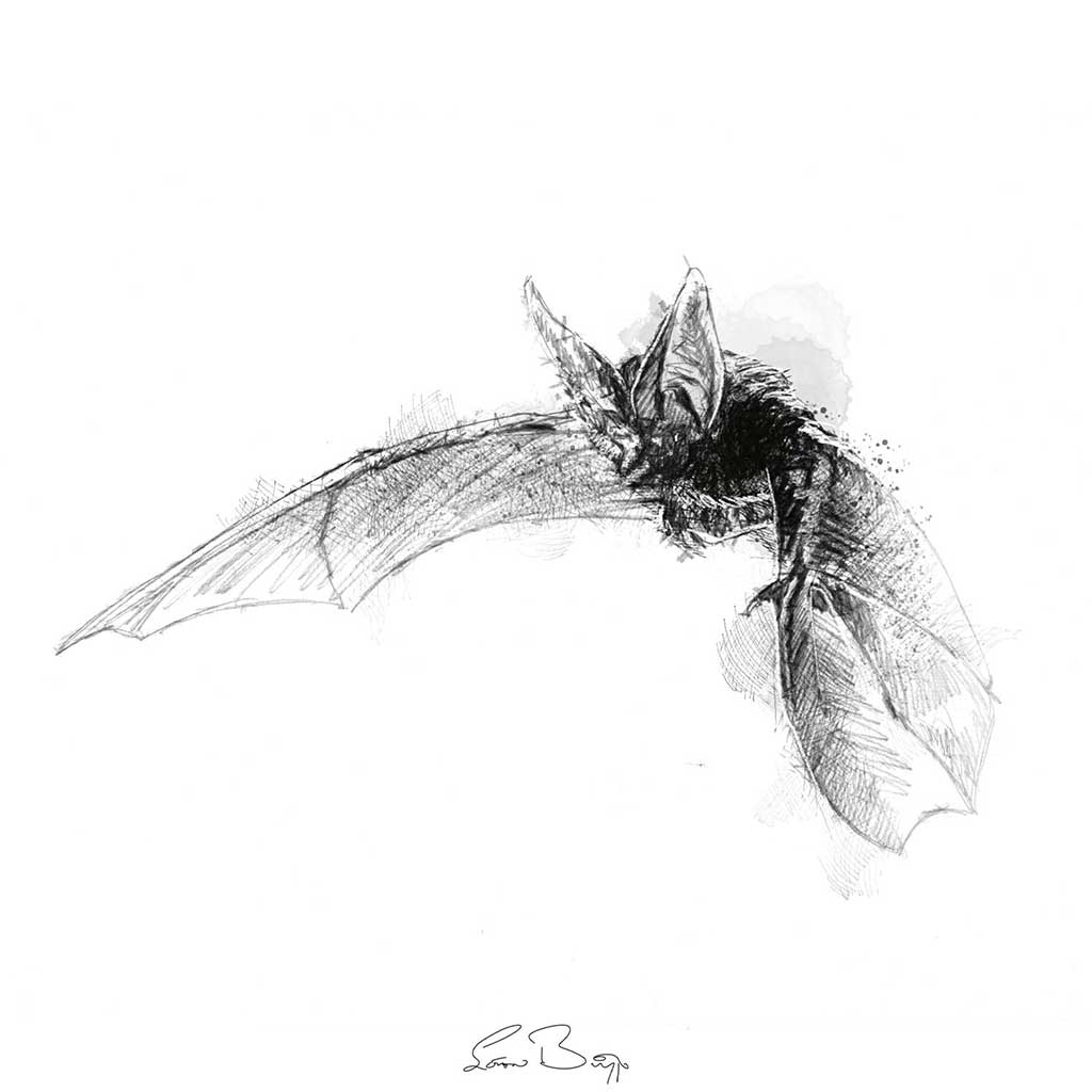 Long eared bat sketch | SeanBriggs