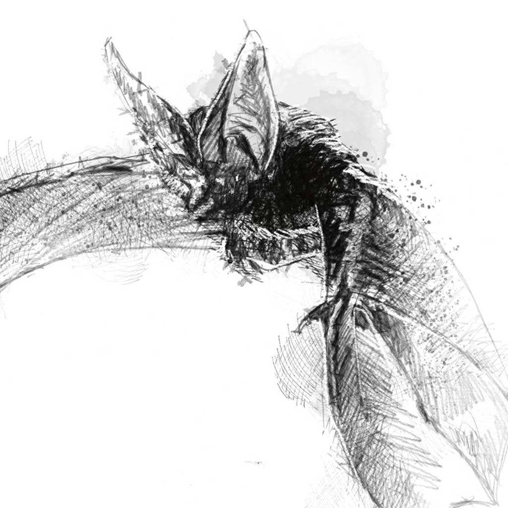 Long eared bat sketch | SeanBriggs