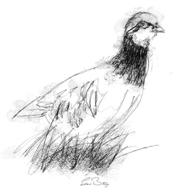 Red leg partridge sketch | SeanBriggs