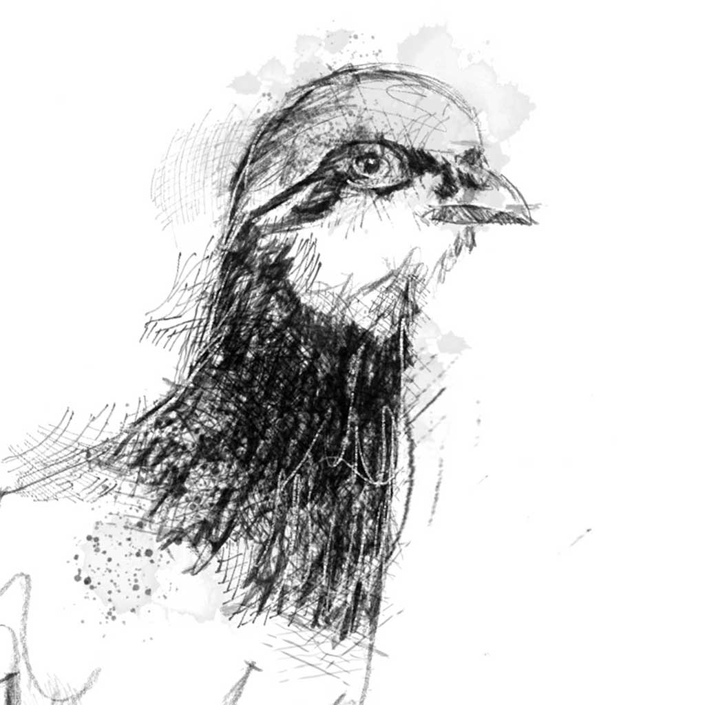 Red leg partridge sketch | SeanBriggs