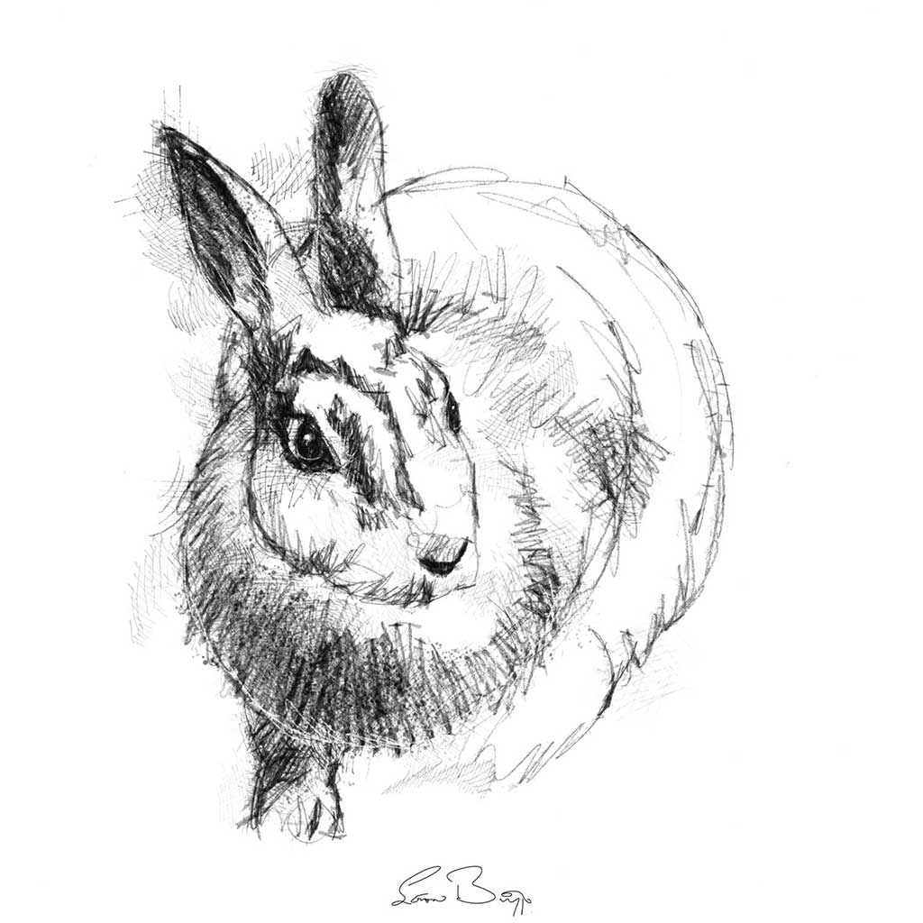 Wild rabbit sketch | SeanBriggs