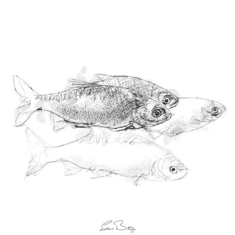 Mini beast sketches and drawings | SeanBriggs