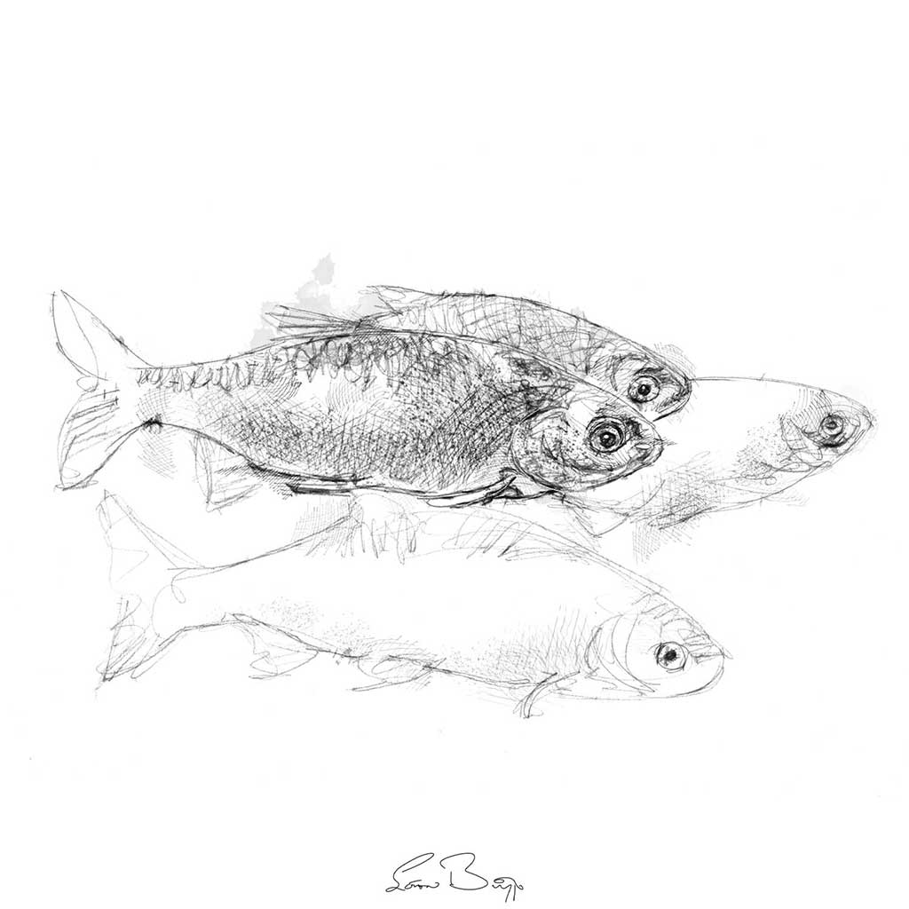 Roach fish sketch | SeanBriggs