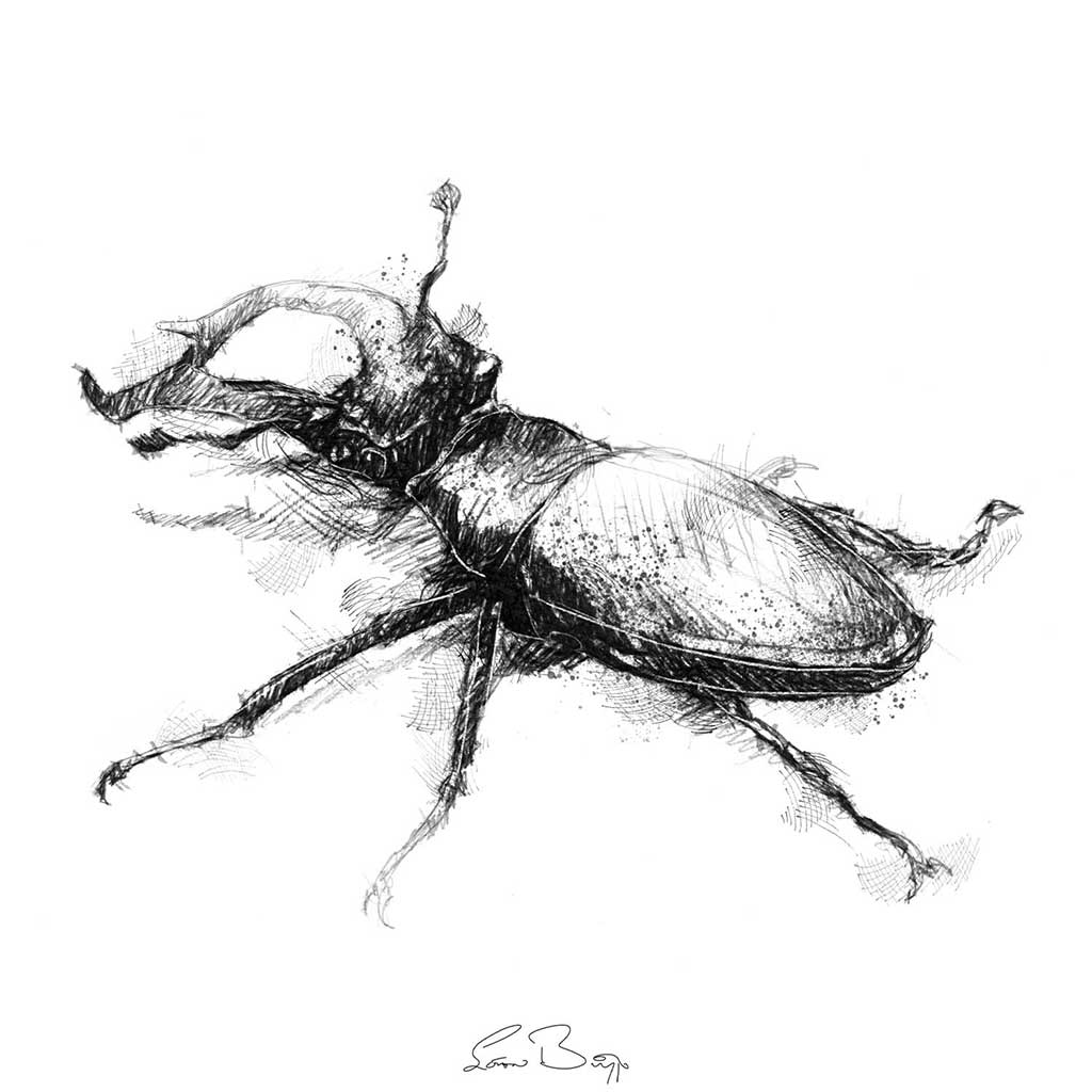 Mini beast sketches and drawings | SeanBriggs