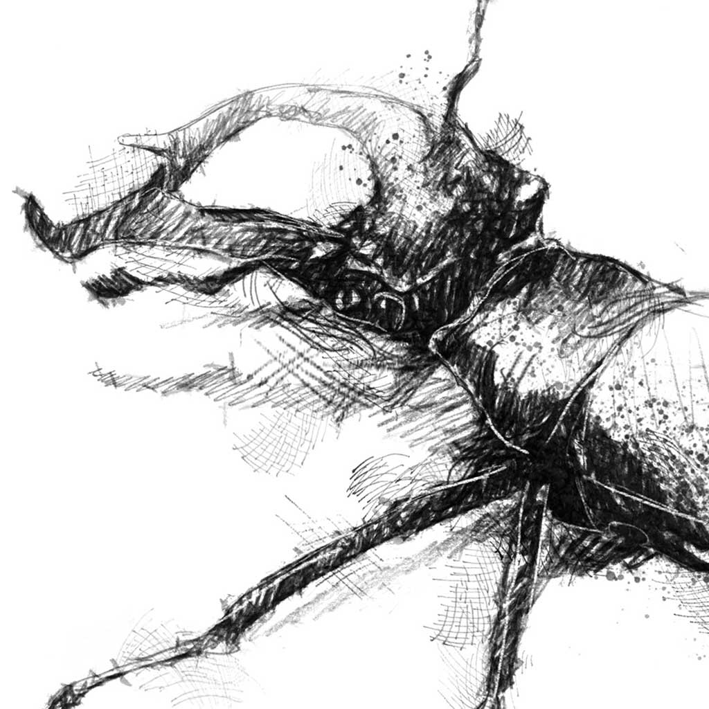 Stag beetle sketch | SeanBriggs