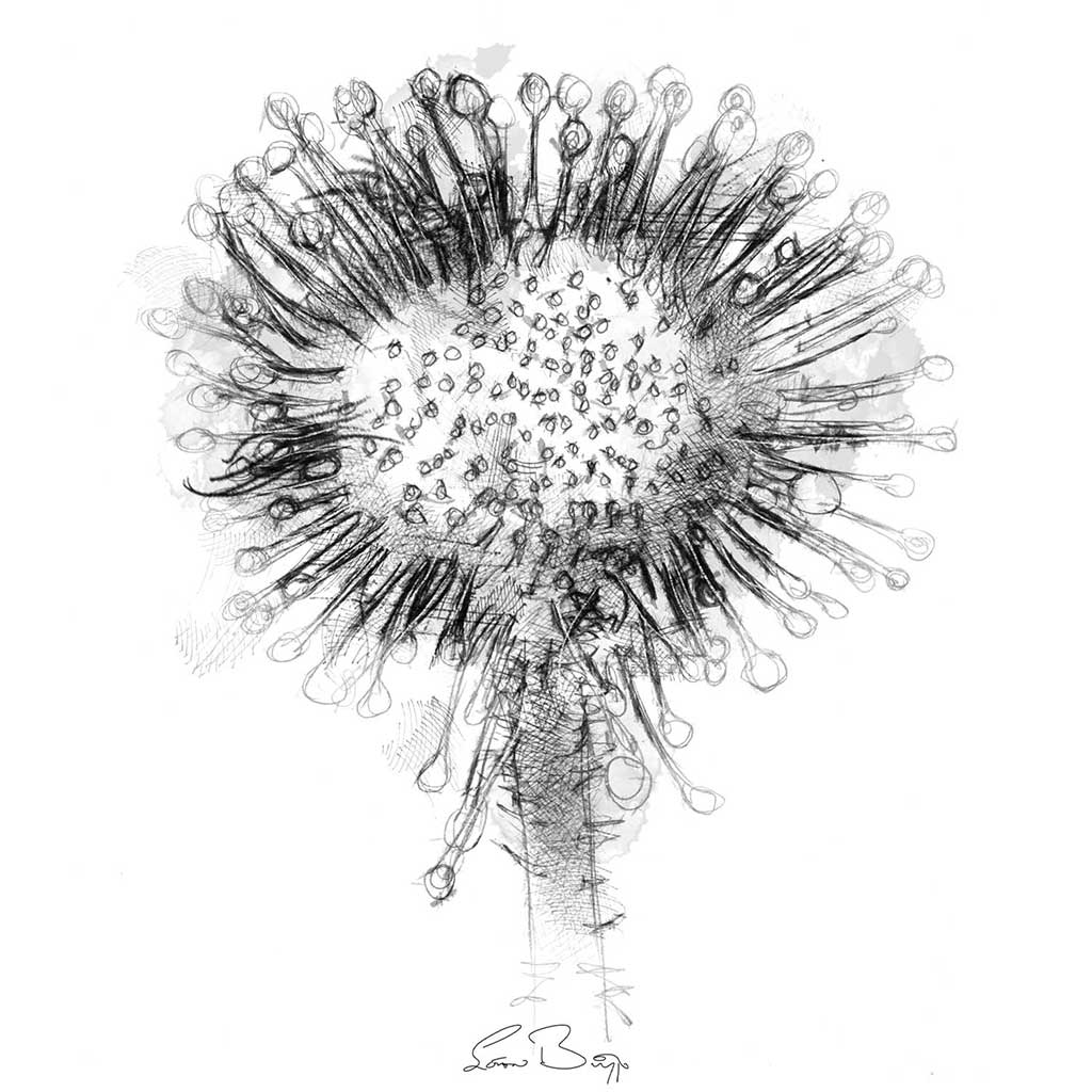 Sundew sketch | SeanBriggs