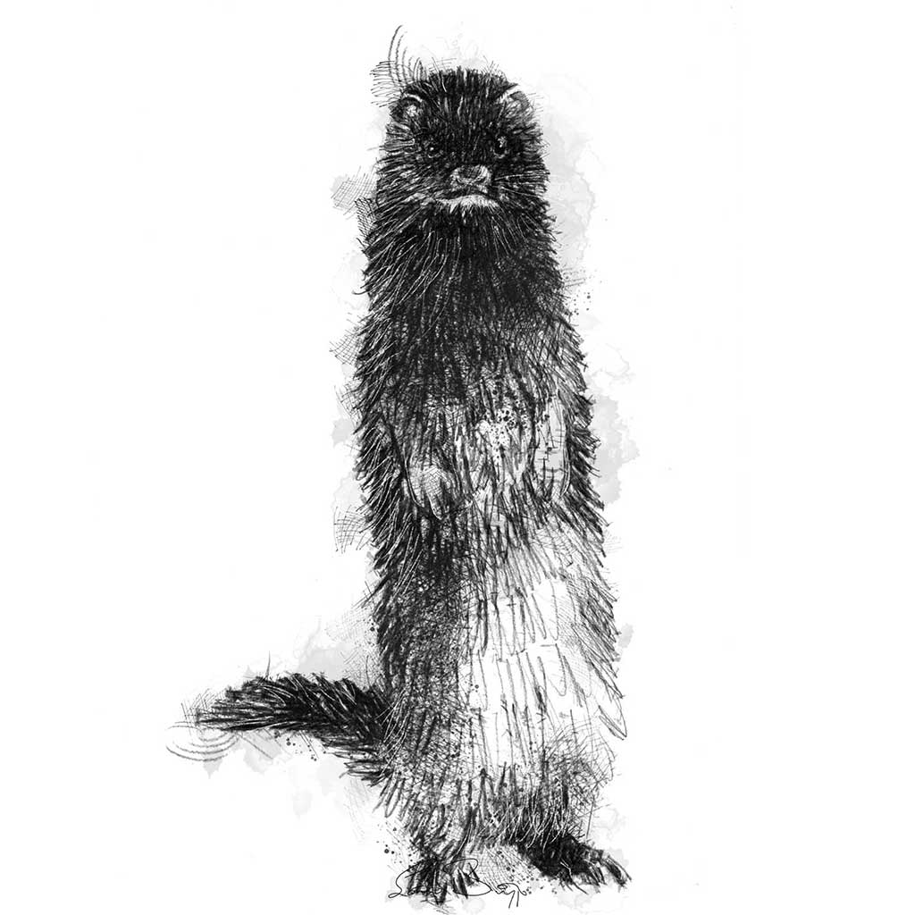 American mink sketch | SeanBriggs