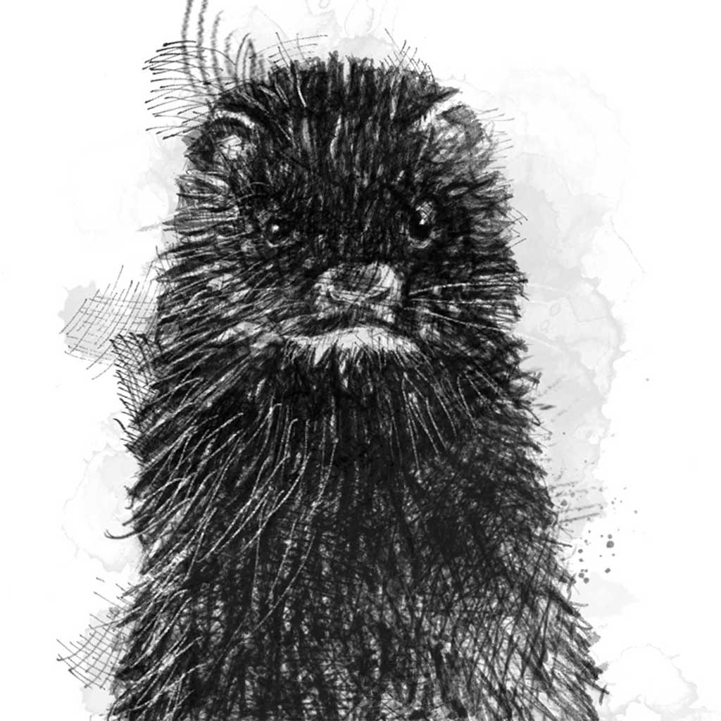 American mink sketch | SeanBriggs