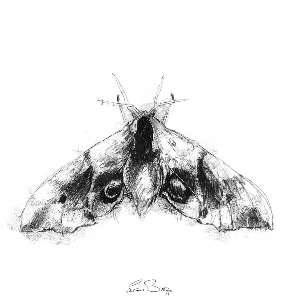 Mini beast sketches and drawings | SeanBriggs