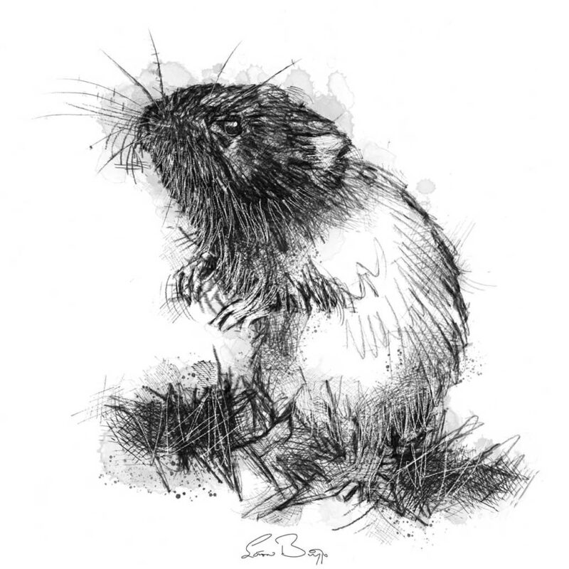 Field vole sketch | SeanBriggs