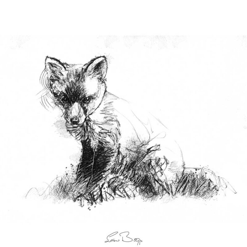 Wild animal sketches and drawings | SeanBriggs