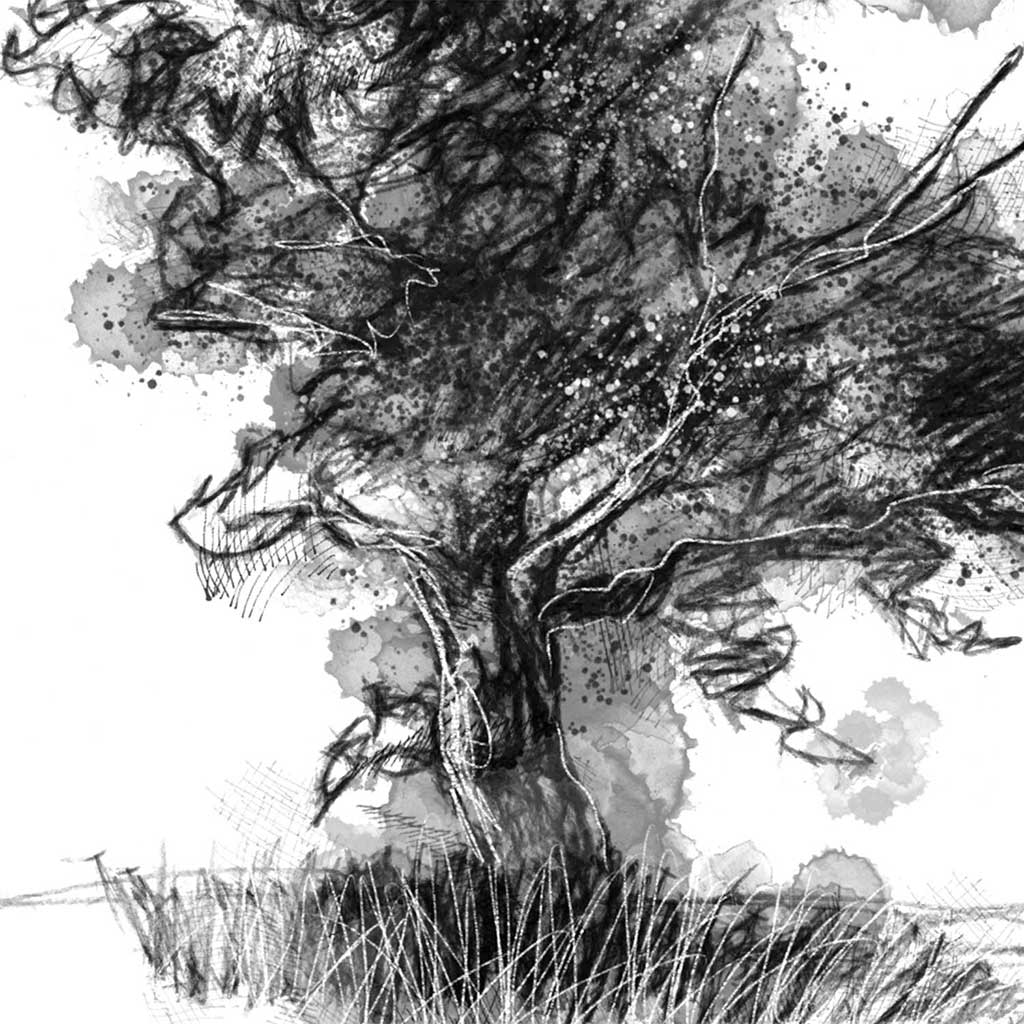 Old tree sketch | SeanBriggs